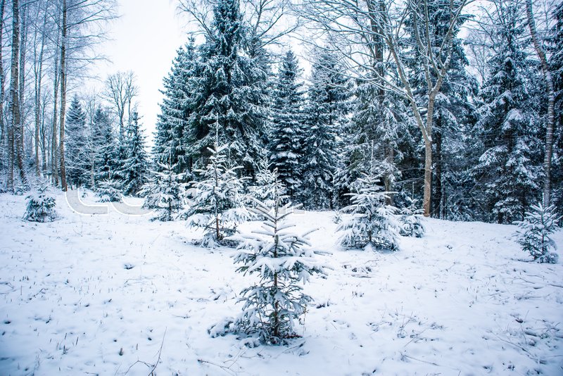 Beautiful Snowy Forest