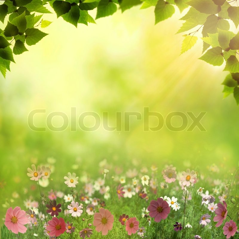 Misty meadow Abstract natural ... | Stock image | Colourbox