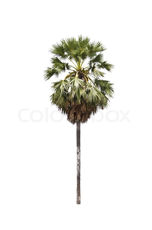 Sugar Palm Tree