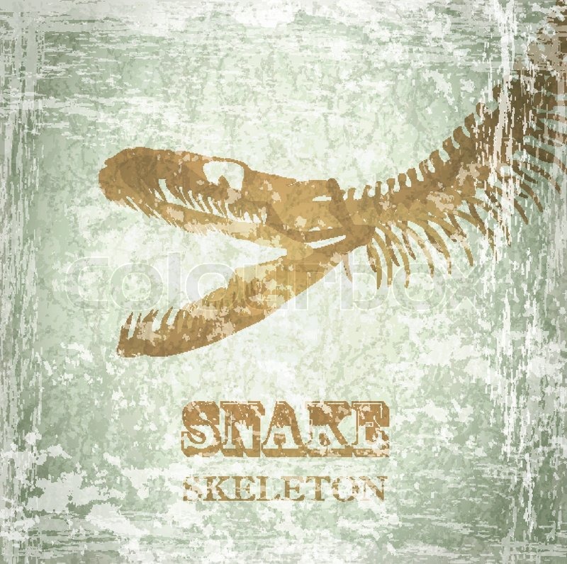 Snake Skeleton | Stock vector | Colourbox