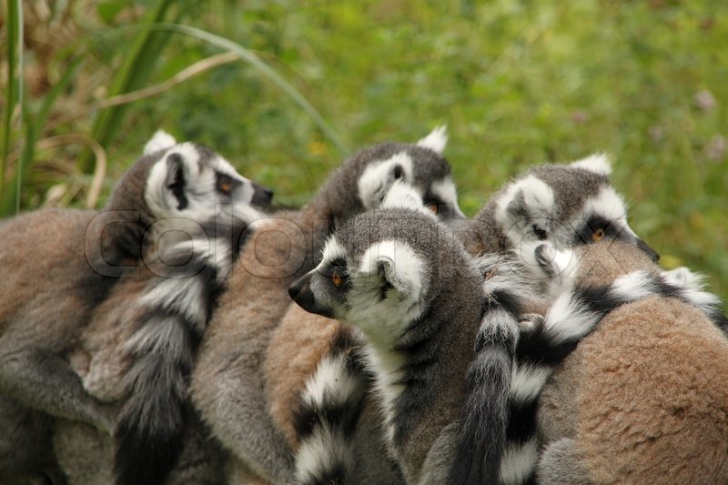 A lot of monkeys. | Stock image | Colourbox