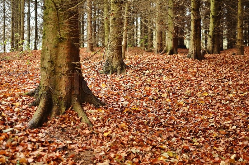 Visne orange blade i novemberskov | Stock foto | Colourbox