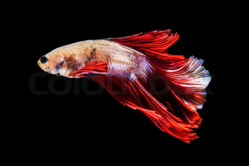 Beautiful Betta Fish