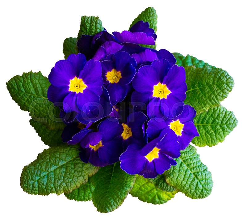 Purple Primrose Flower