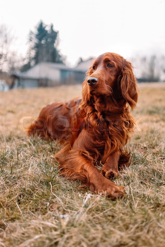 Irish Red Setter Puppies