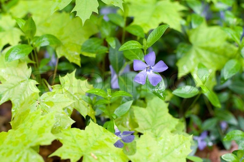 Periwinkle | Stock image | Colourbox