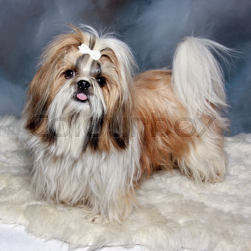 Fat Shih Tzu