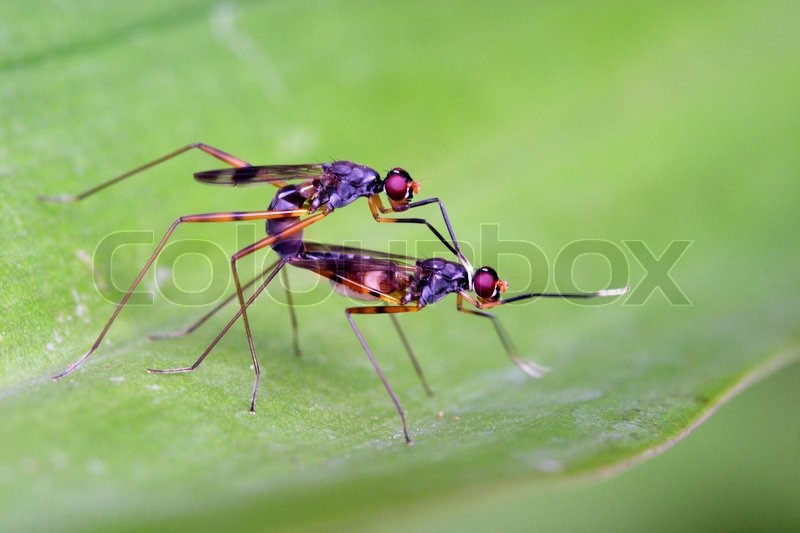 Couple bugs mating | Stock image | Colourbox