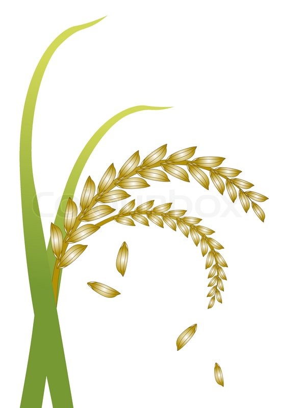 Rice Field Background Vector