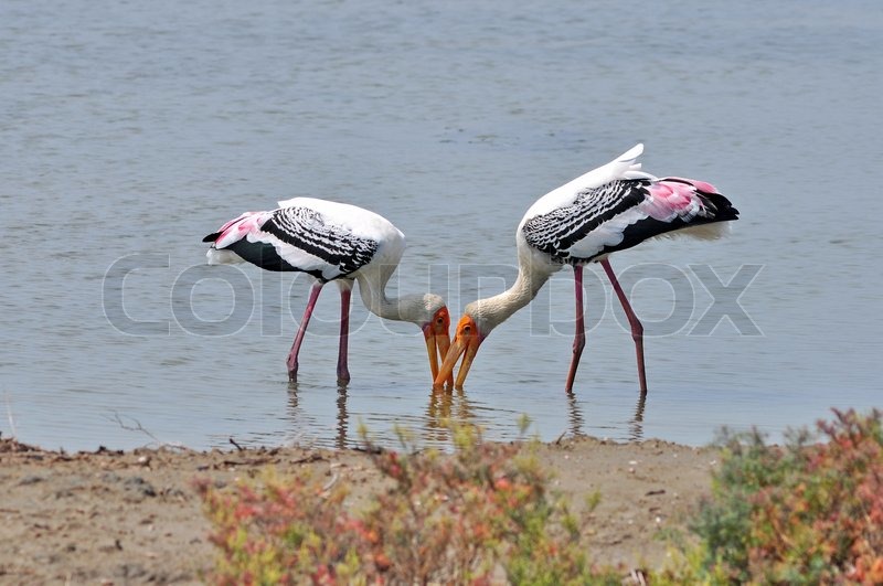 Gemalte Storch Vogel | Stock Bild | Colourbox
