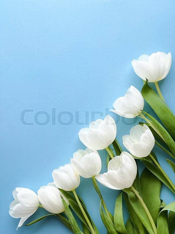 Blue And White Tulips