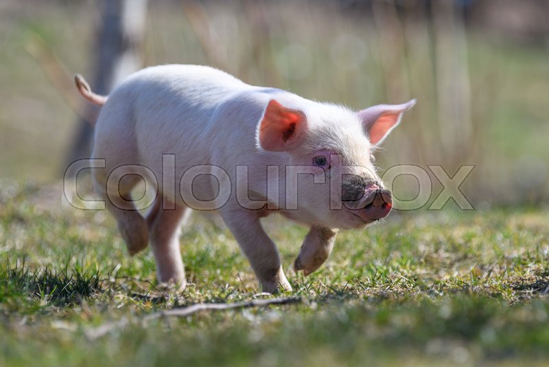The Cutest Piglet In Spring