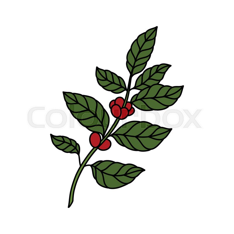 Coffee Plant Vector