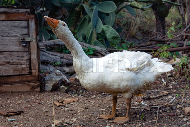 Angry White Goose