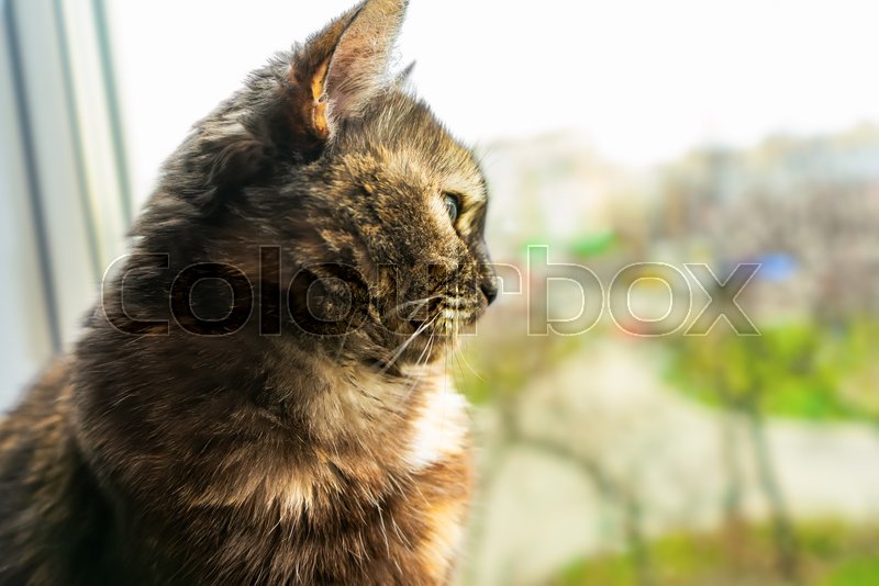 Tortoiseshell Cat Outside