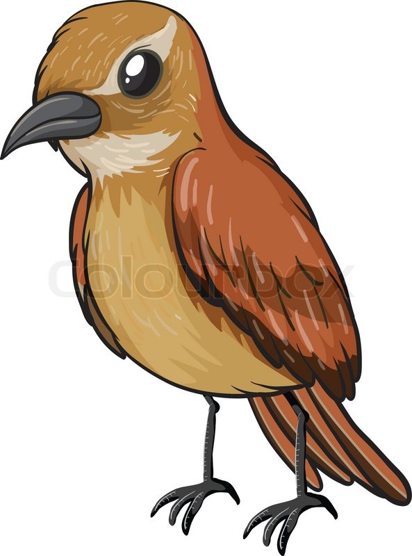 Xenops | Stock vector | Colourbox