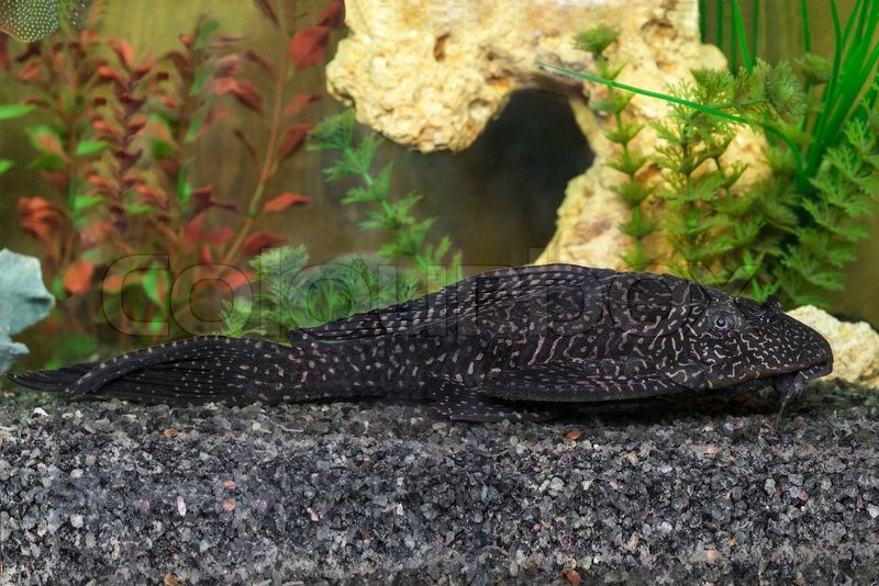 Aquarium Black Catfish