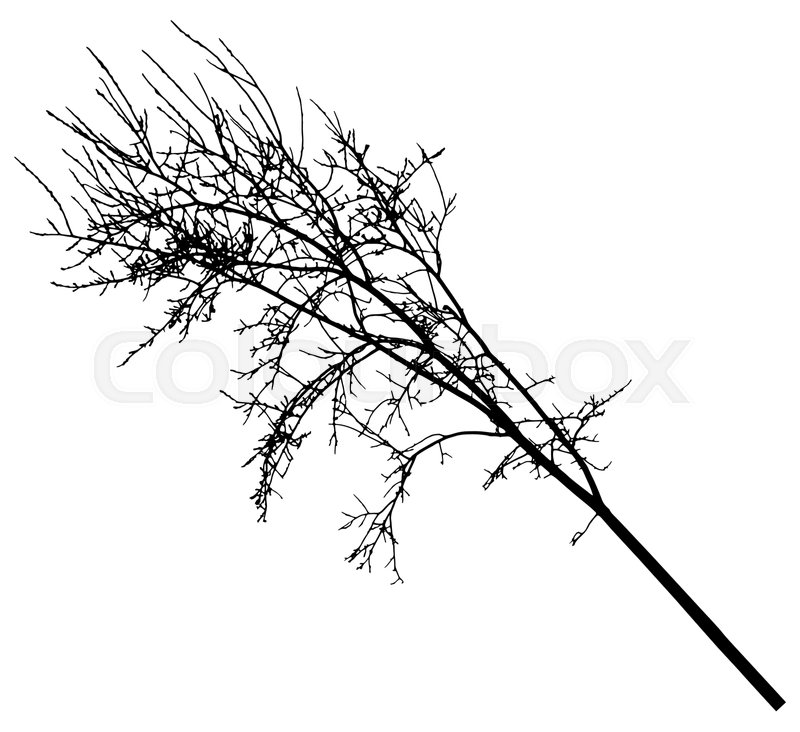 Bare Tree Branch Vector