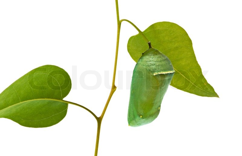 Pupae of monarch butterfly | Stock image | Colourbox