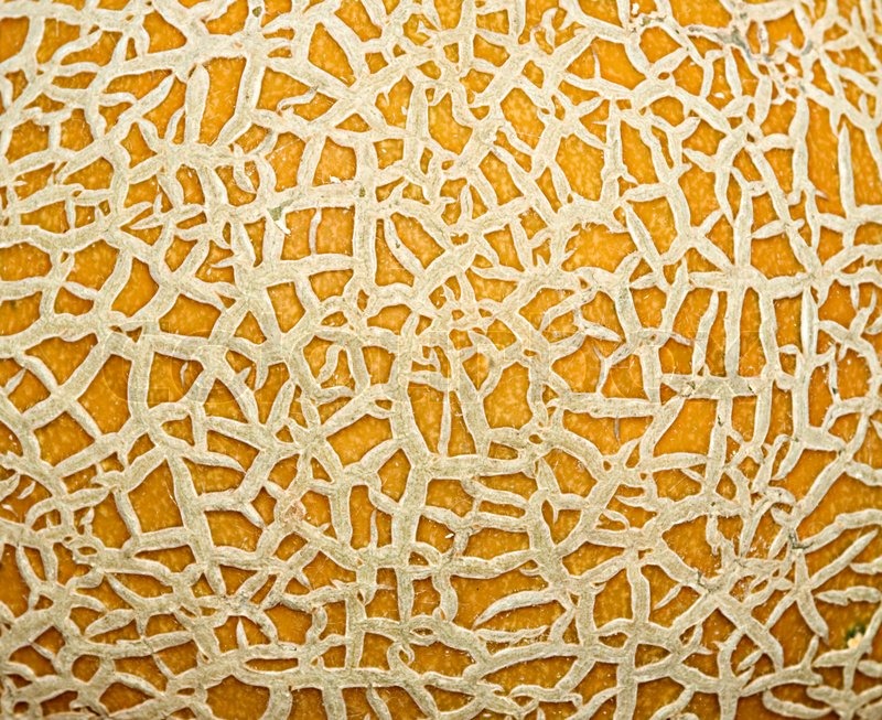 Close up of melon skin | Stock image | Colourbox