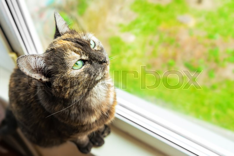 Tortoiseshell Cat Outside