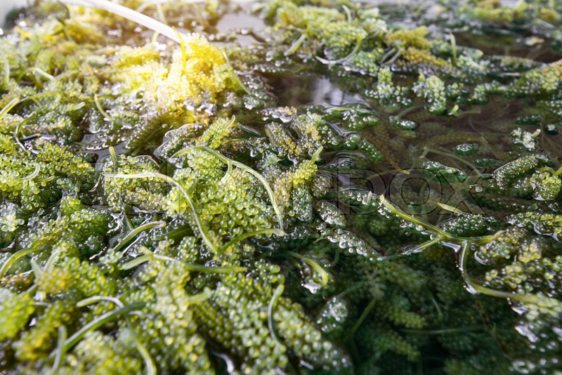 Underwater Sea Grapes