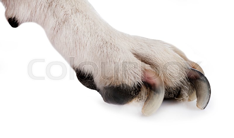 Real Dog Paw