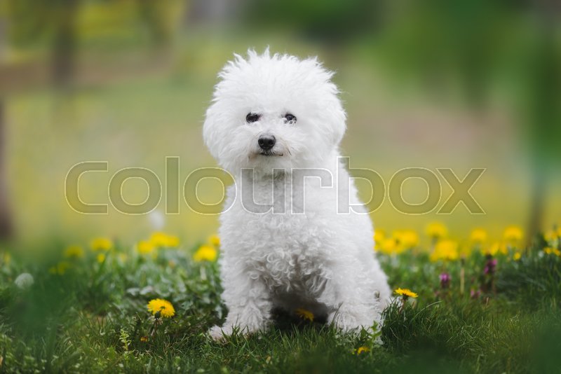 Cute Bichon Frise Puppies