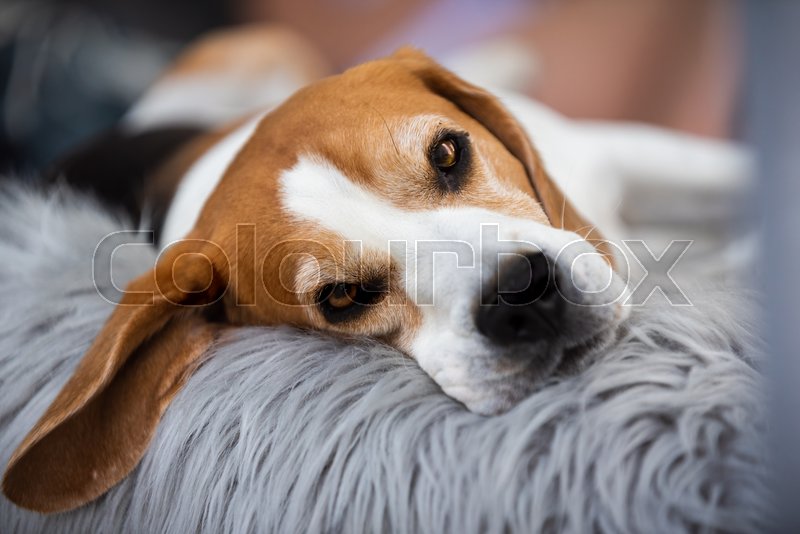 Sleepy Beagle Puppy