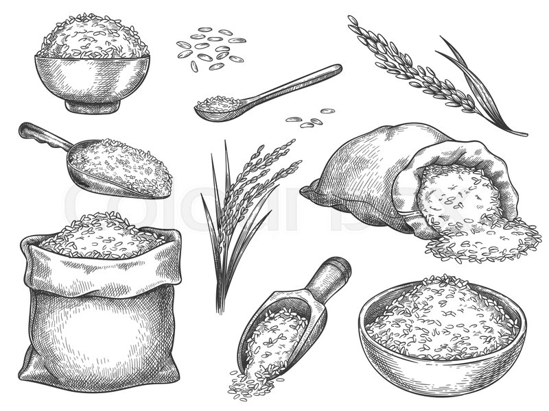 Rice Grain Vector