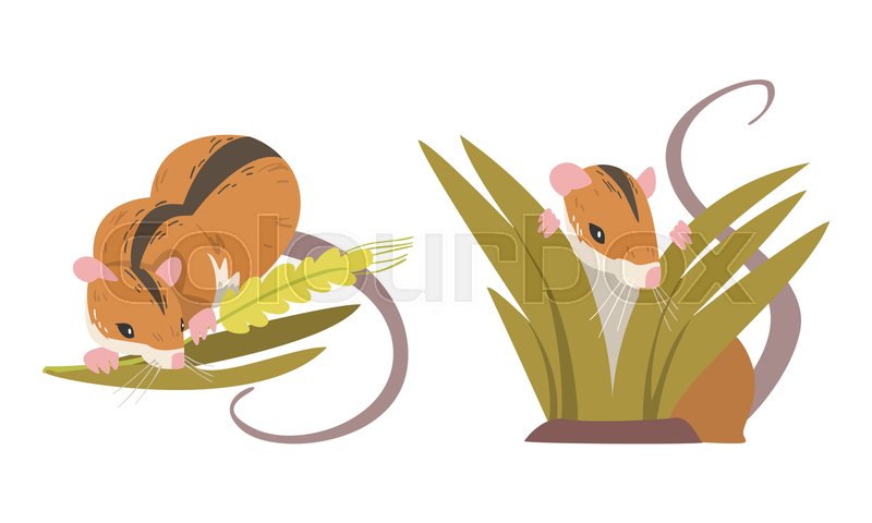 Field Mouse Vector