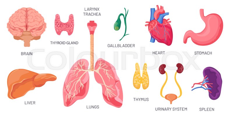 Human Body Organs Kidneys