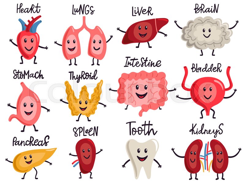 Human Biology Organs Heart