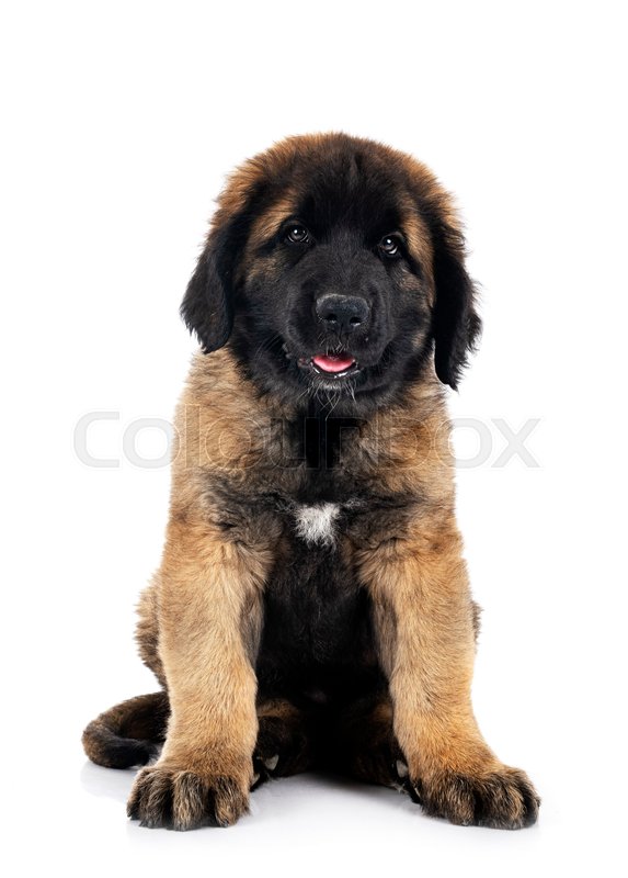 Leonberger Puppy