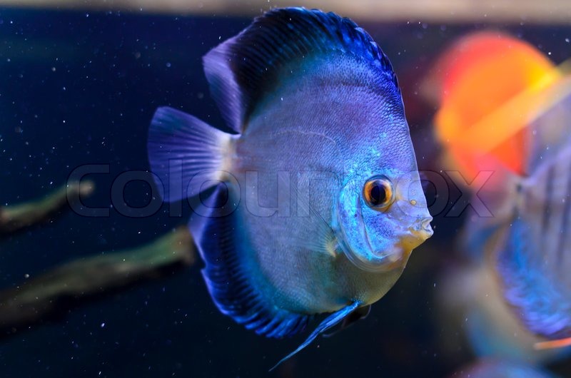 Discus fisk , blå Symphysodon Discus ... | Stock foto | Colourbox