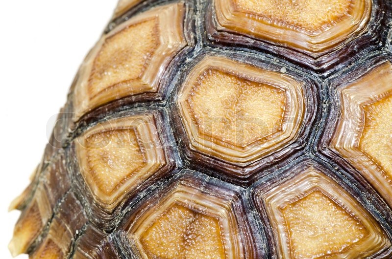 Turtle Carapace closed up picture | Stock Photo | Colourbox