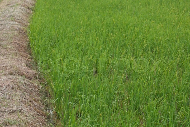 Paddy | Stock image | Colourbox