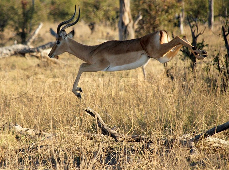 Impala Animal Jumping