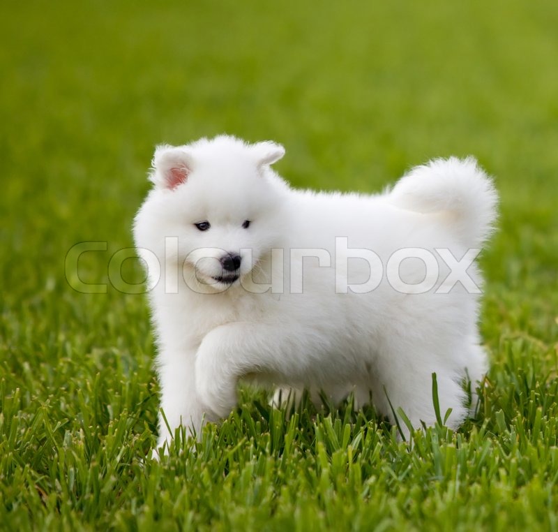 Samojed hund | Stock foto | Colourbox