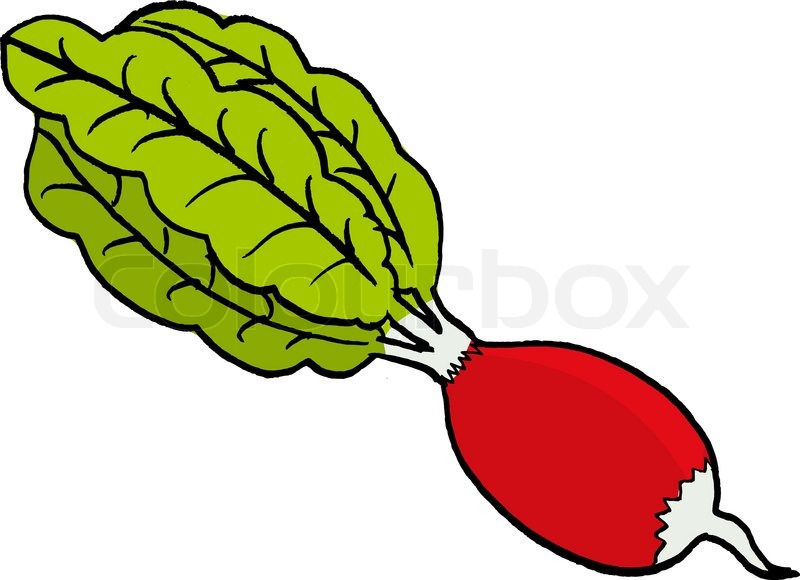 Rettich | Stock-Vektor | Colourbox