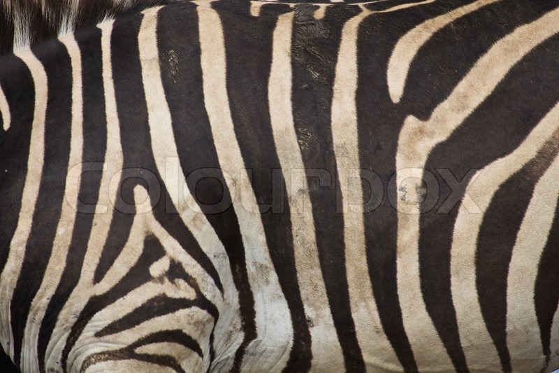 Zebra skin background | Stock Photo | Colourbox