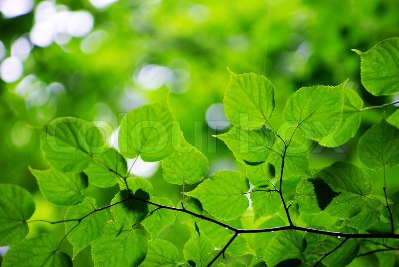 Grüne Blätter | Stock Bild | Colourbox