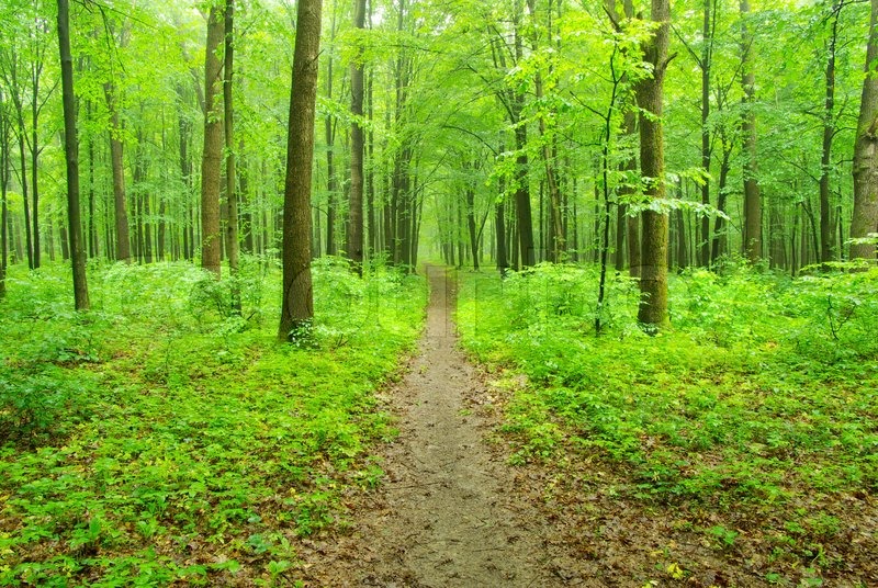 Wald | Stock Bild | Colourbox