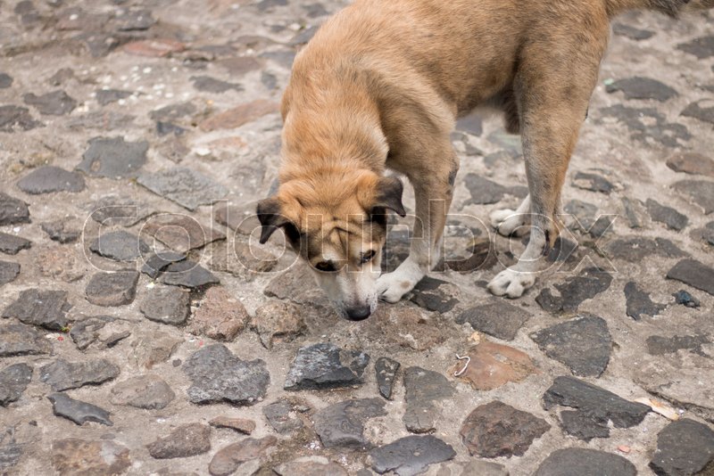 Sad Stray Dogs