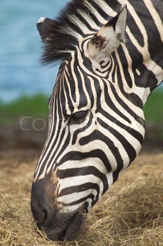 Zebra | Stock image | Colourbox
