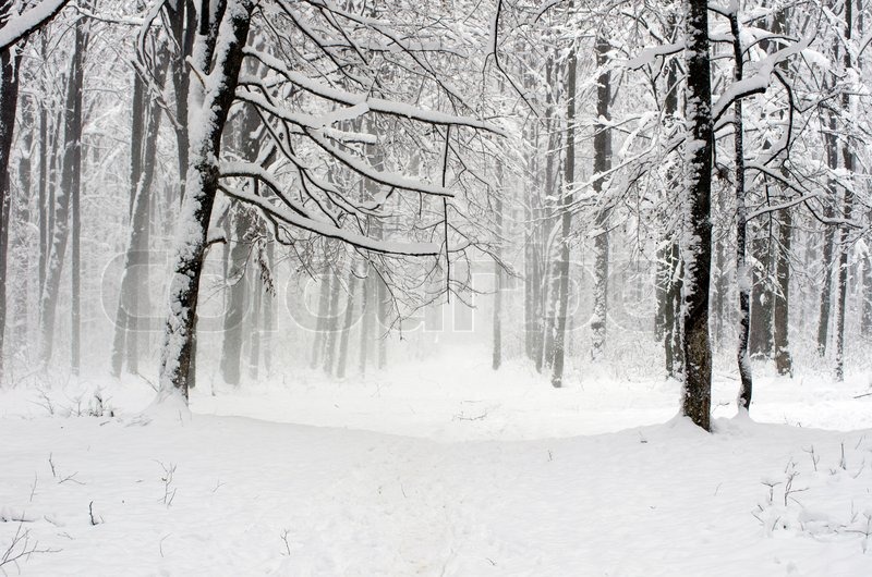 Vinter skov | Stock foto | Colourbox