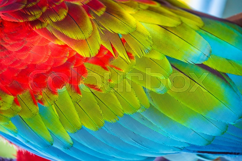 Parrot Feathers Close Up
