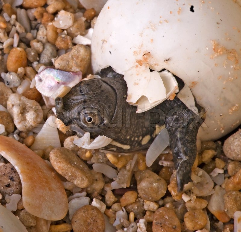Baby soft-shell turtle | Stock image | Colourbox