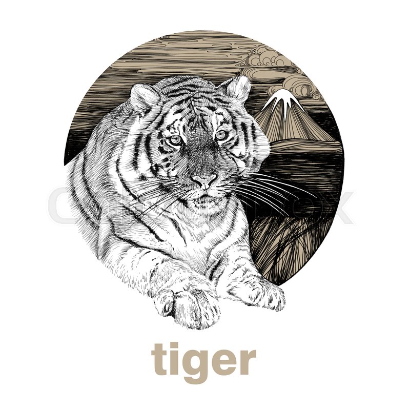 White Tiger Drawing Sketch