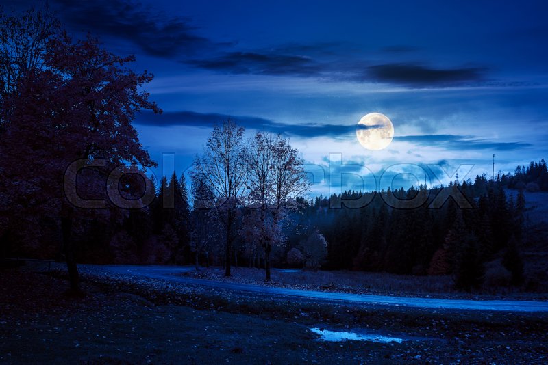 Full Moon Night Forest Scene